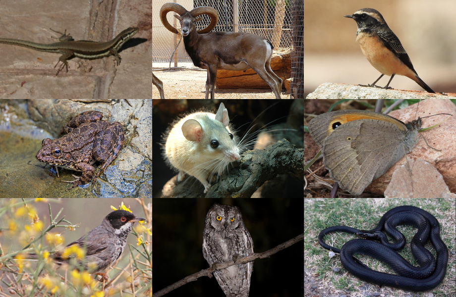 Cyprus' Native Animals Quiz - By DarkAppraiser44