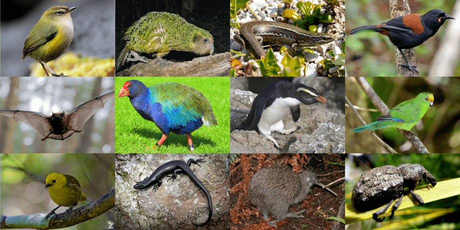 Animals of Fiordland National Park Quiz - By HugoNL2800