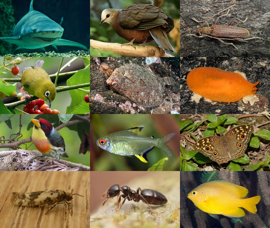 Find the Lemon Animals Quiz - By alvir28