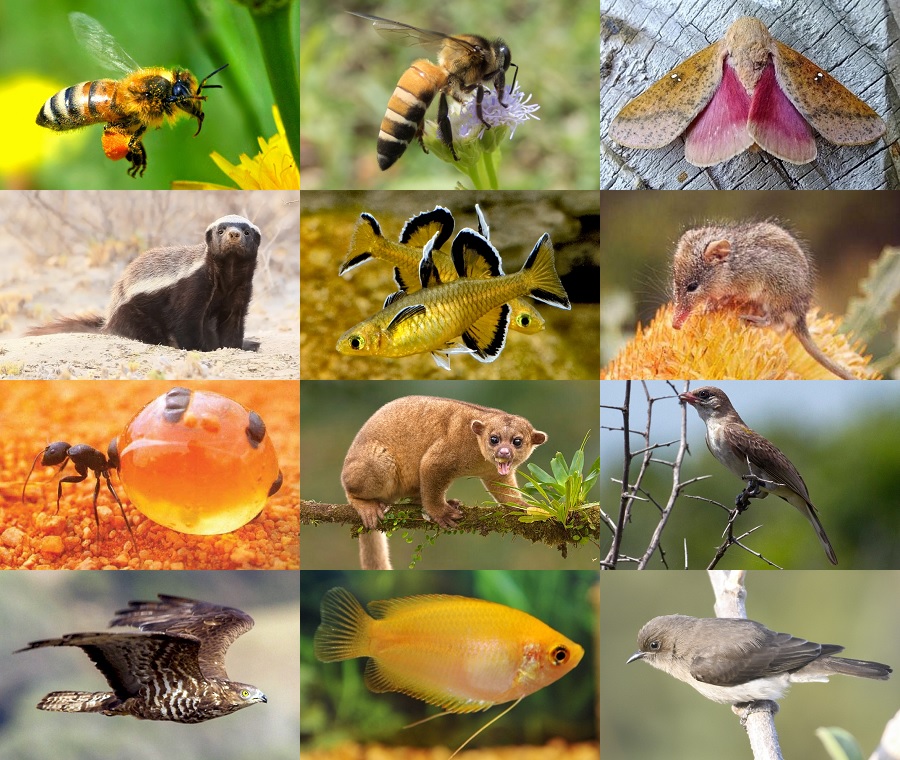 Find The Honey Animals Quiz By Alvir28