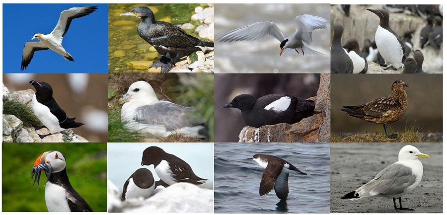 European Seabirds Picture Click Quiz - By Woorsie