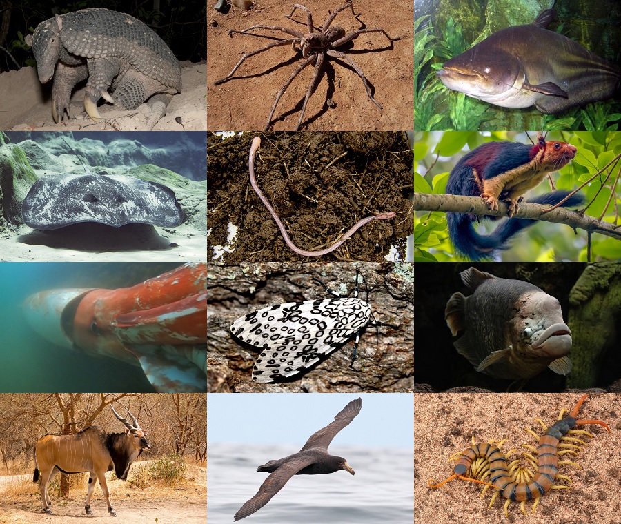 Find the Giant Animals II Quiz - By alvir28