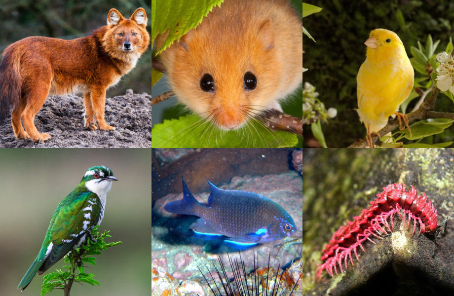 'D' Animal Rainbow Blitz Quiz - By Pigeonface