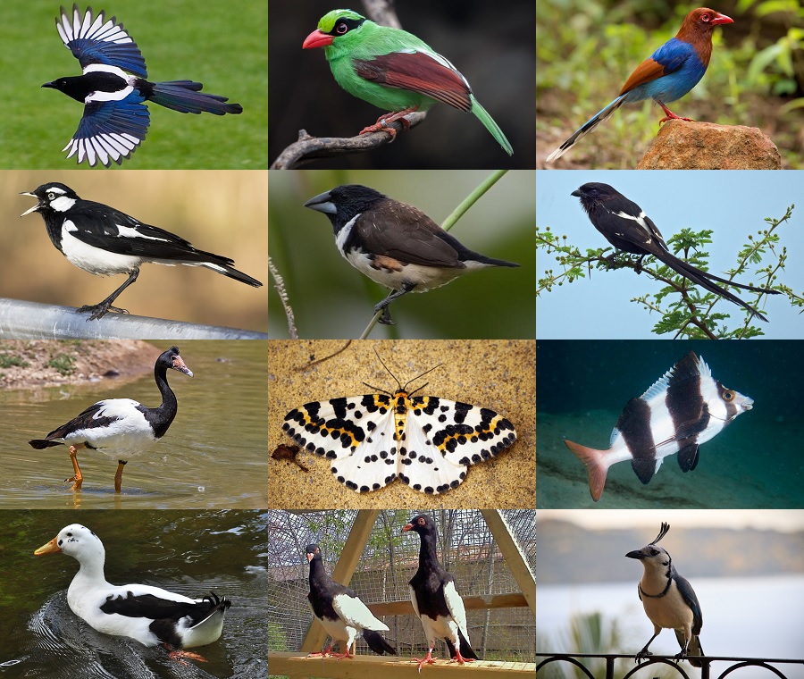 Find the Magpie Animals Quiz - By alvir28