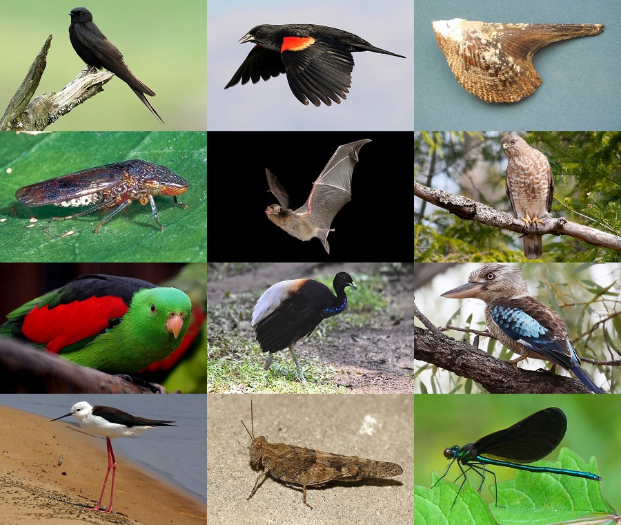 Find the Wing Animals Quiz - By alvir28
