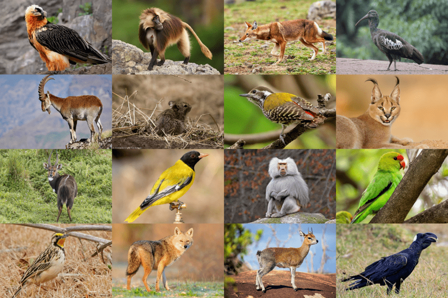 Animals of Simien Mountains National Park Quiz - By HugoNL2800