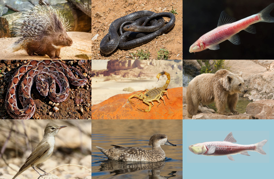 Iraq's Native Animals Quiz - By DarkAppraiser44