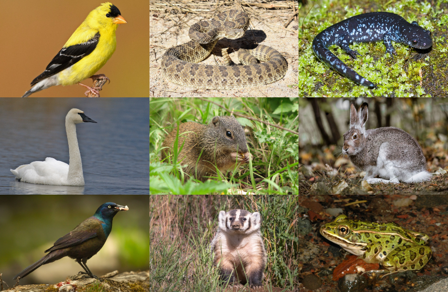 Iowa's Native Animals Quiz - By nibperrychub