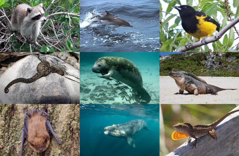 Bahamas' Native Animals Quiz - By Exodiafinder687