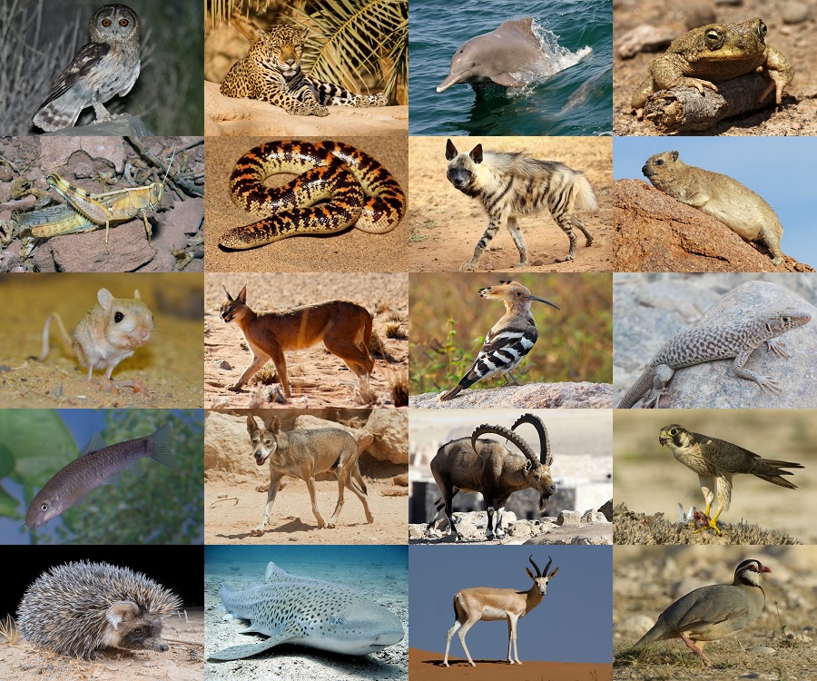 Find the Animals of Oman Quiz - By alvir28
