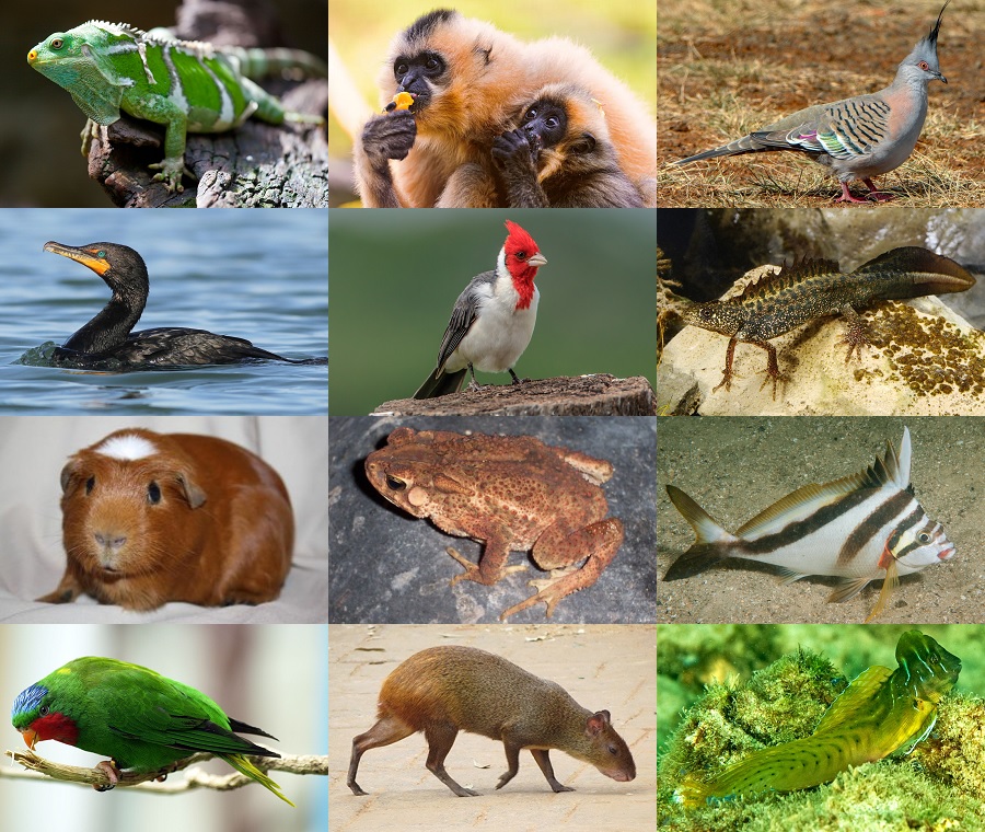 Find the Crest Animals II Quiz - By alvir28