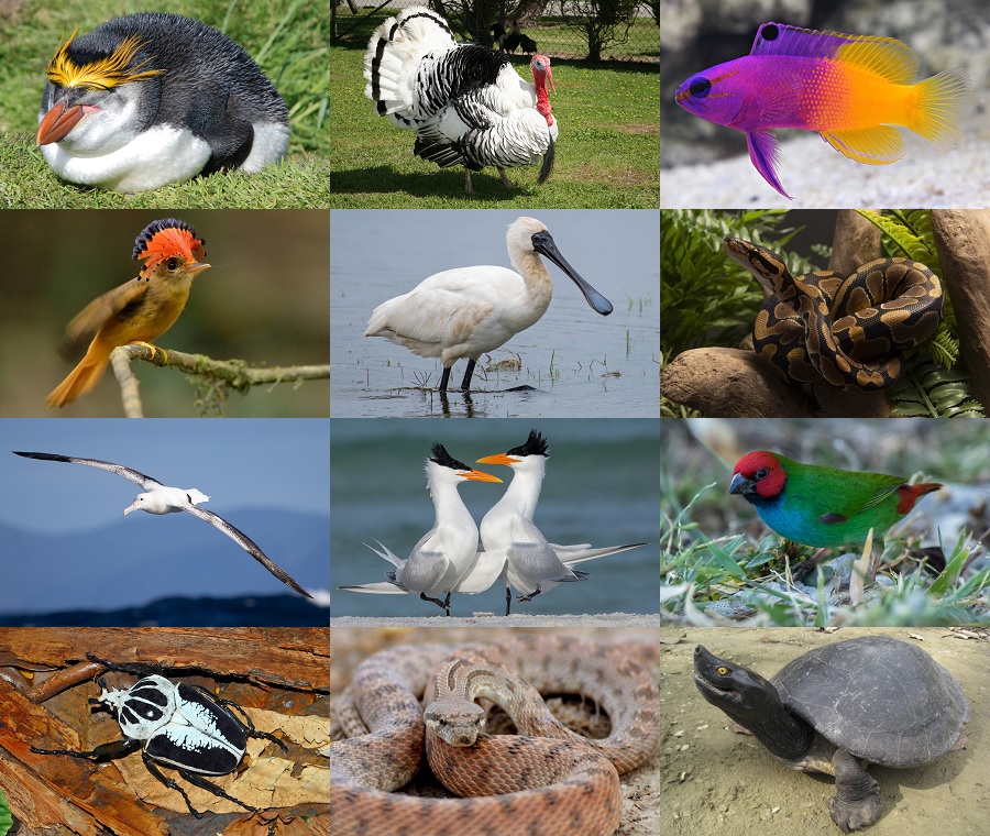 Find the Royal Animals Quiz - By alvir28