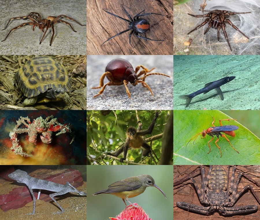 Find the Spider Animals II Quiz - By alvir28