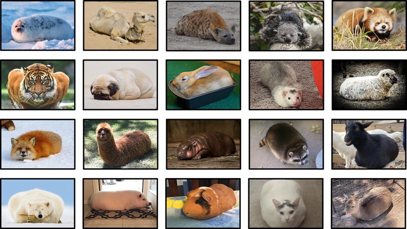 Animals Loafing Quiz - By Tasi