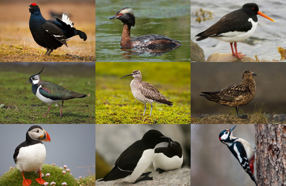 Faroe Islands' Native Birds Quiz - By Pigeonface