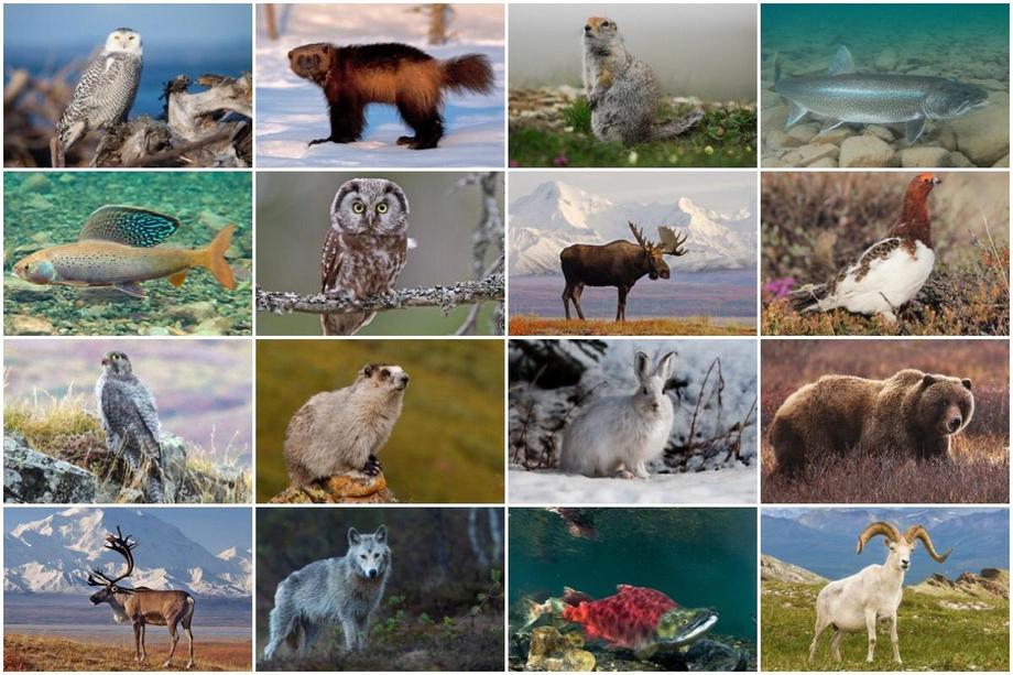Denali Animals Quiz - By Perspektive