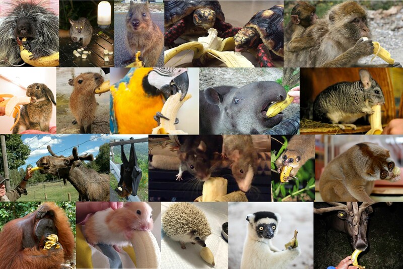 Bananimals Quiz - By Tasi