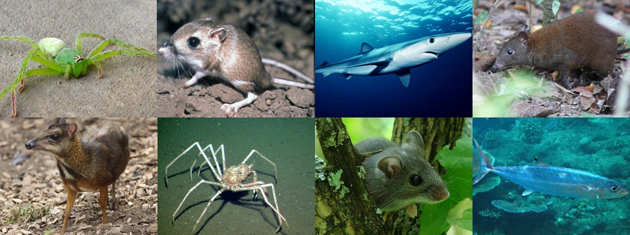 Quick Pic Click: Reversible Animals Quiz - By Scuadrado