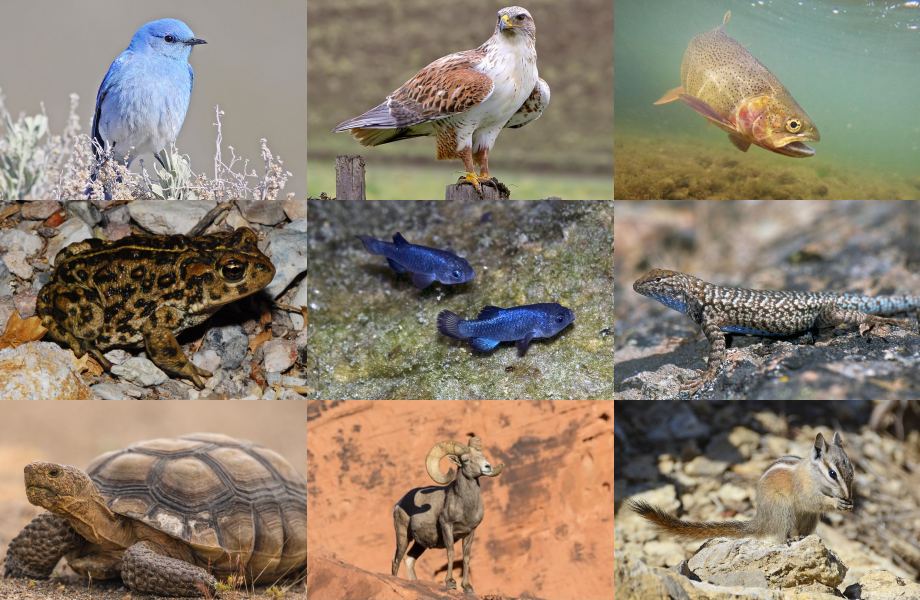 Nevada's Native Animals Quiz - By loesje11