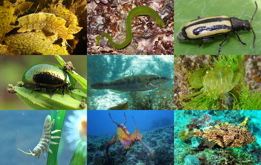 Find the Weed Animals Quiz - By alvir28