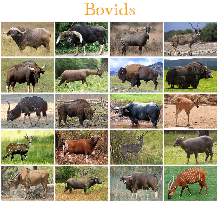 Animals - Bovids Quiz - By kfastic