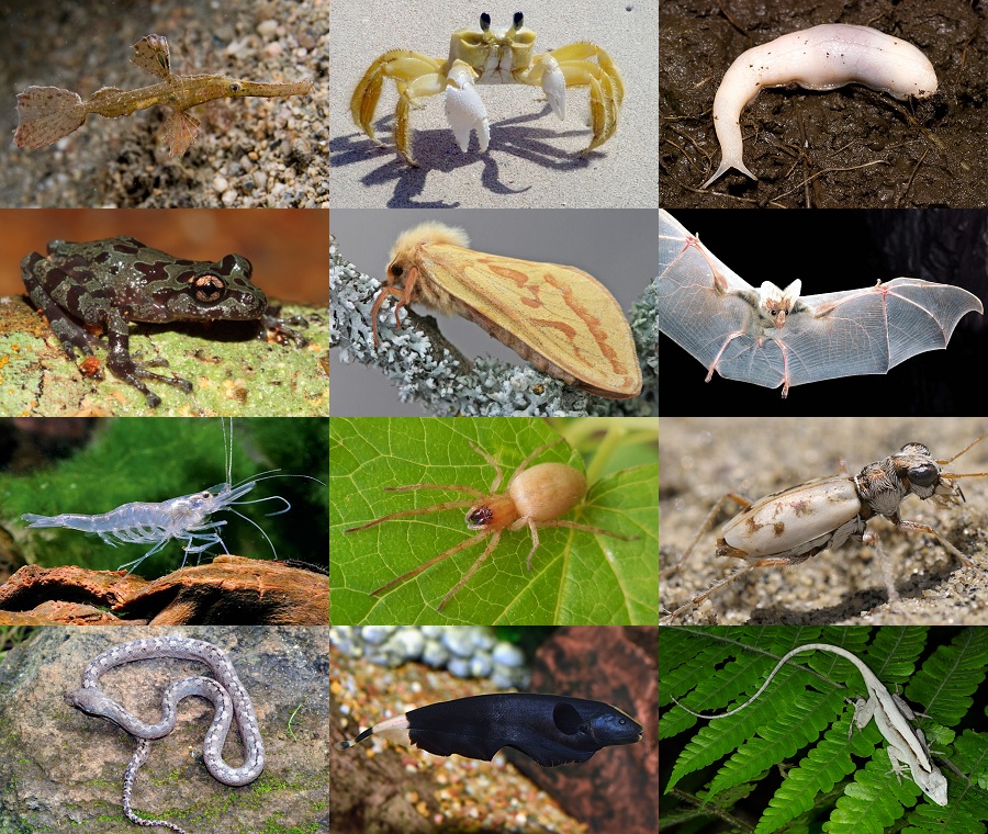 Find the Ghost Animals Quiz - By alvir28