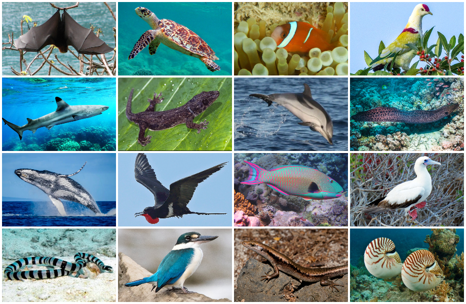 American Samoa Animals Quiz - By Perspektive