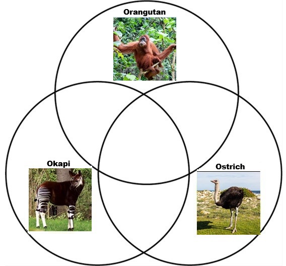 Venn Diagram : 'O' Animals Quiz - By harleydog