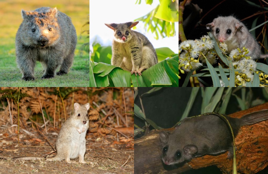 Mammal by Family Blitz: Diprotodontia II Quiz - By Pigeonface