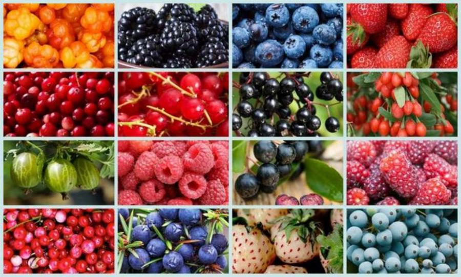 Types Of Berry Quiz - By babymonkee