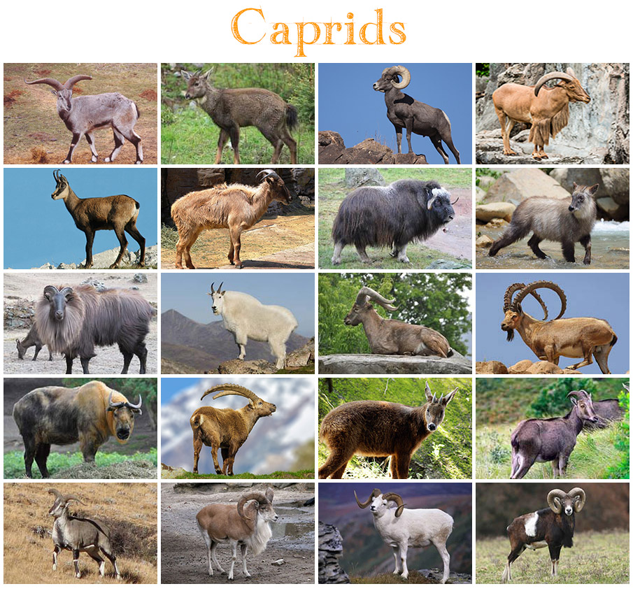 Animals - Caprids Quiz - By kfastic