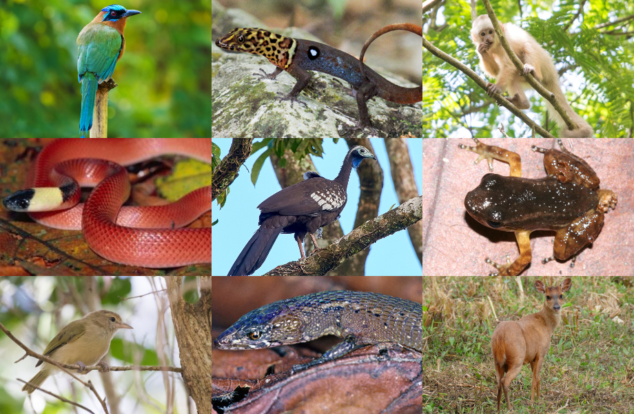 Trinidad and Tobago's Native Animals Quiz - By DarkAppraiser44