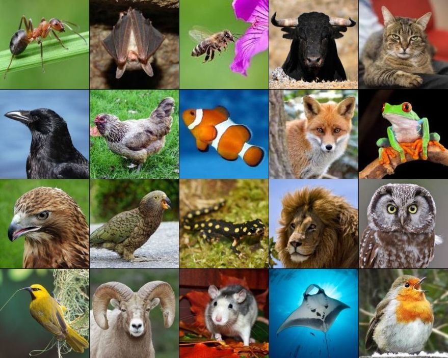 Acting Animals Quiz - By Pilgab