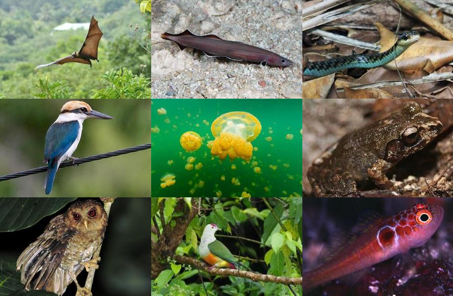 Palau's Native Animals Quiz - By Exodiafinder687