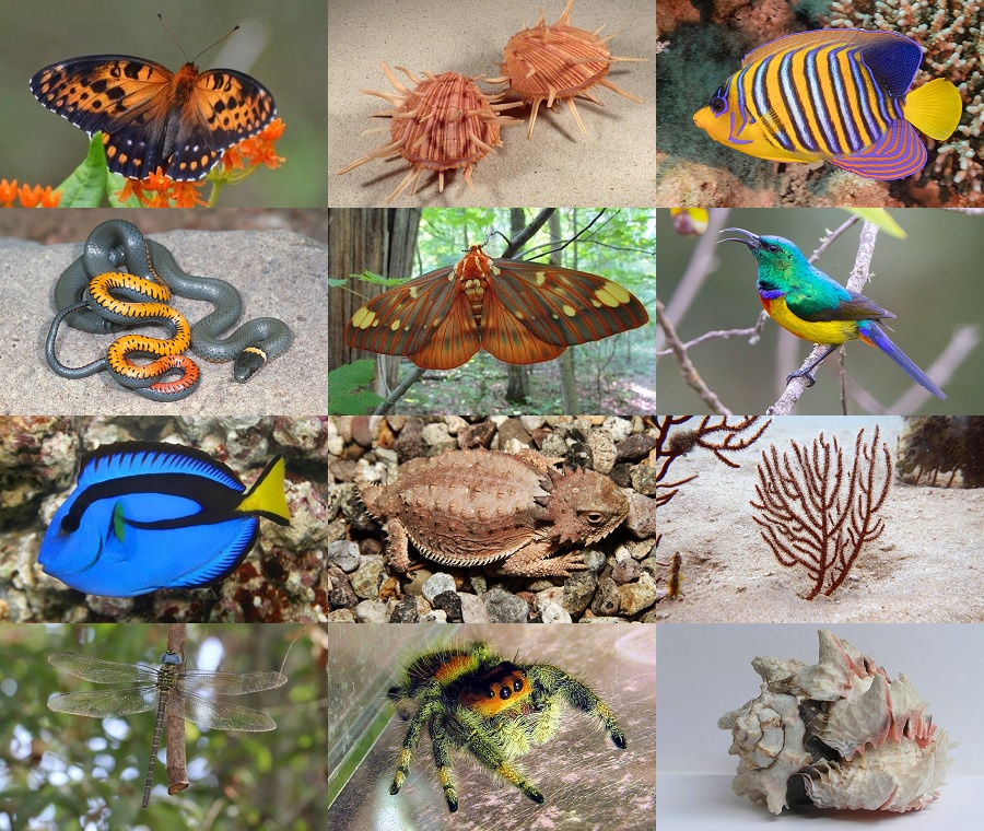 Find the Regal Animals Quiz - By alvir28