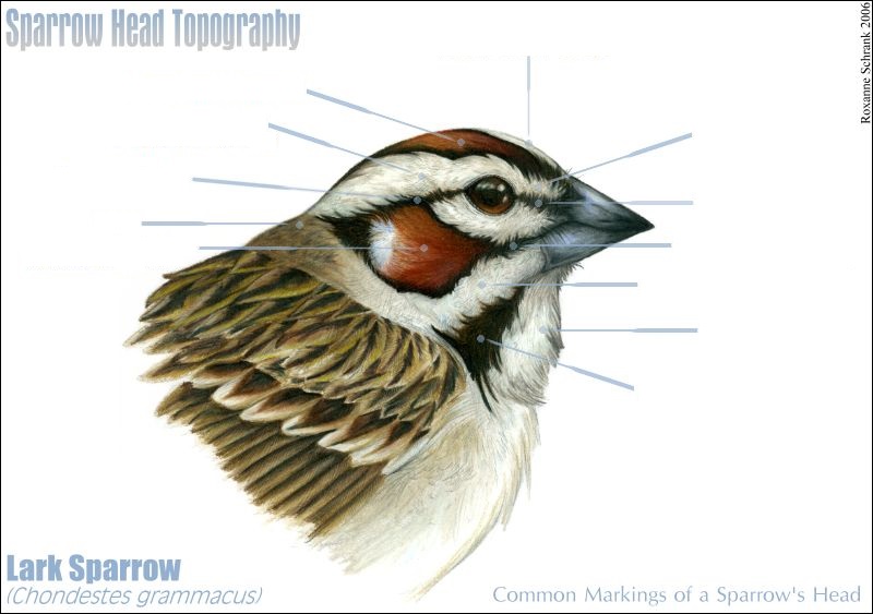 Bird Head Topography Quiz - By starvingturkey