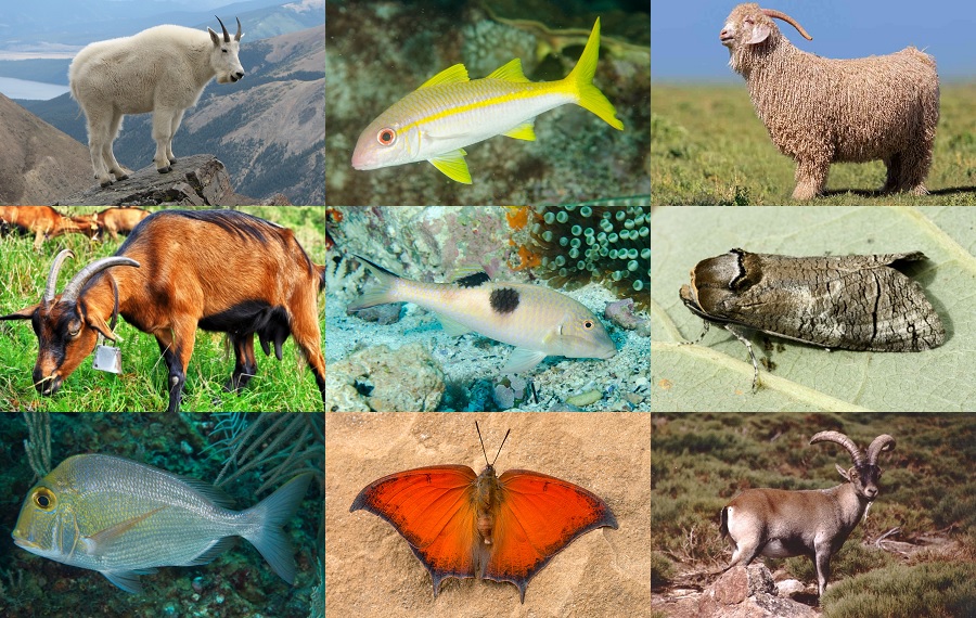 Find the Goat Animals Quiz - By alvir28