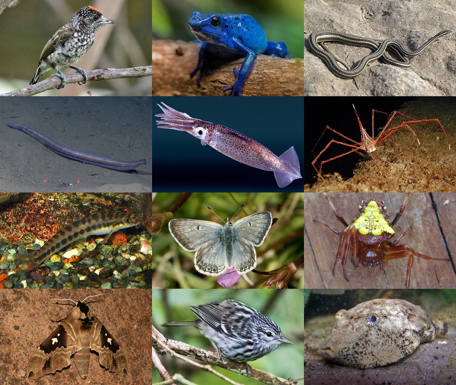 Find the Arrow Animals Quiz - By alvir28