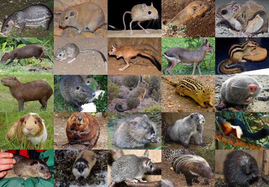 Rodents 'Round the World Quiz - By Scuadrado
