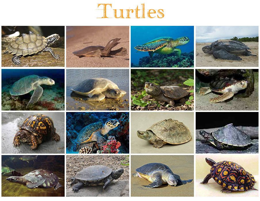 Animals - Turtles Quiz - By kfastic