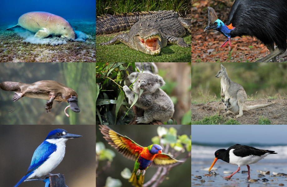 Queensland's Native Animals Quiz - By nibperrychub