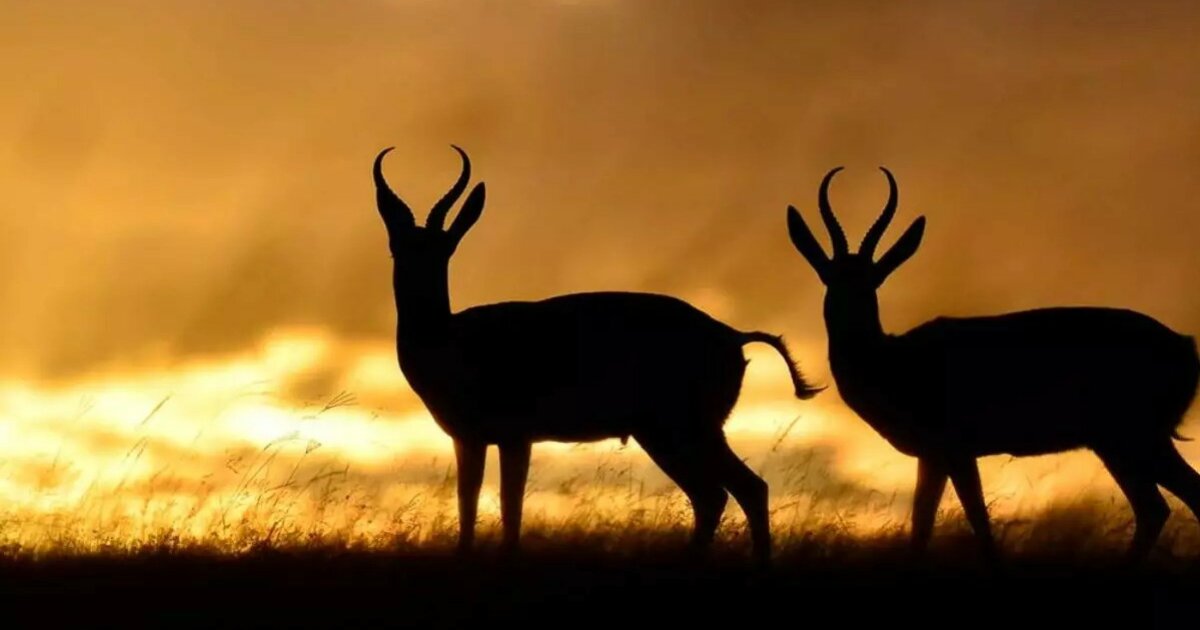 Animal Taxonomy Blitzes Quiz Playlist - By Pigeonface