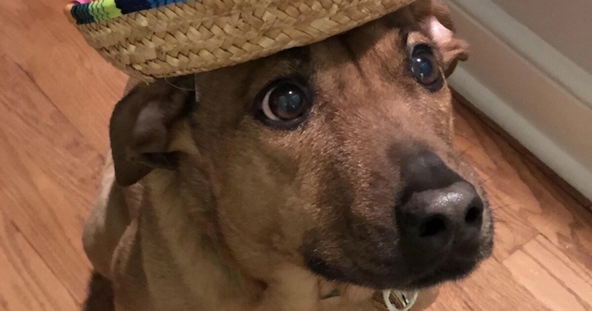 Fun with Pibble Playlist Quiz Playlist - By CGMFan1
