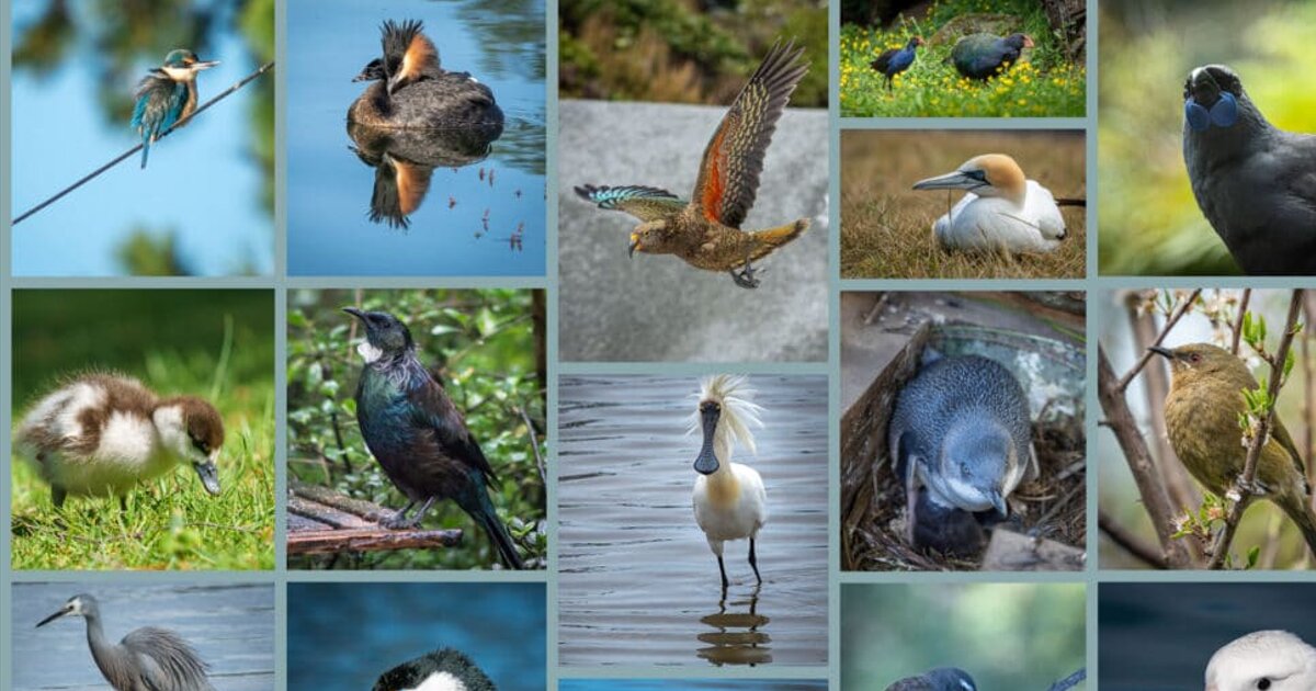 199330 Ornithology Bird Identification Test Quiz Playlist - By wittscameron