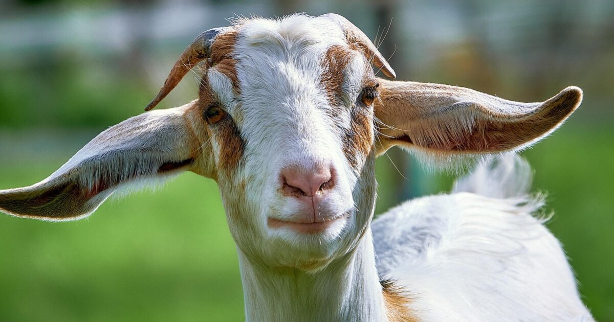 Anatomy and Physiology of Farm Animals Quiz Playlist - By Mikha_Lim