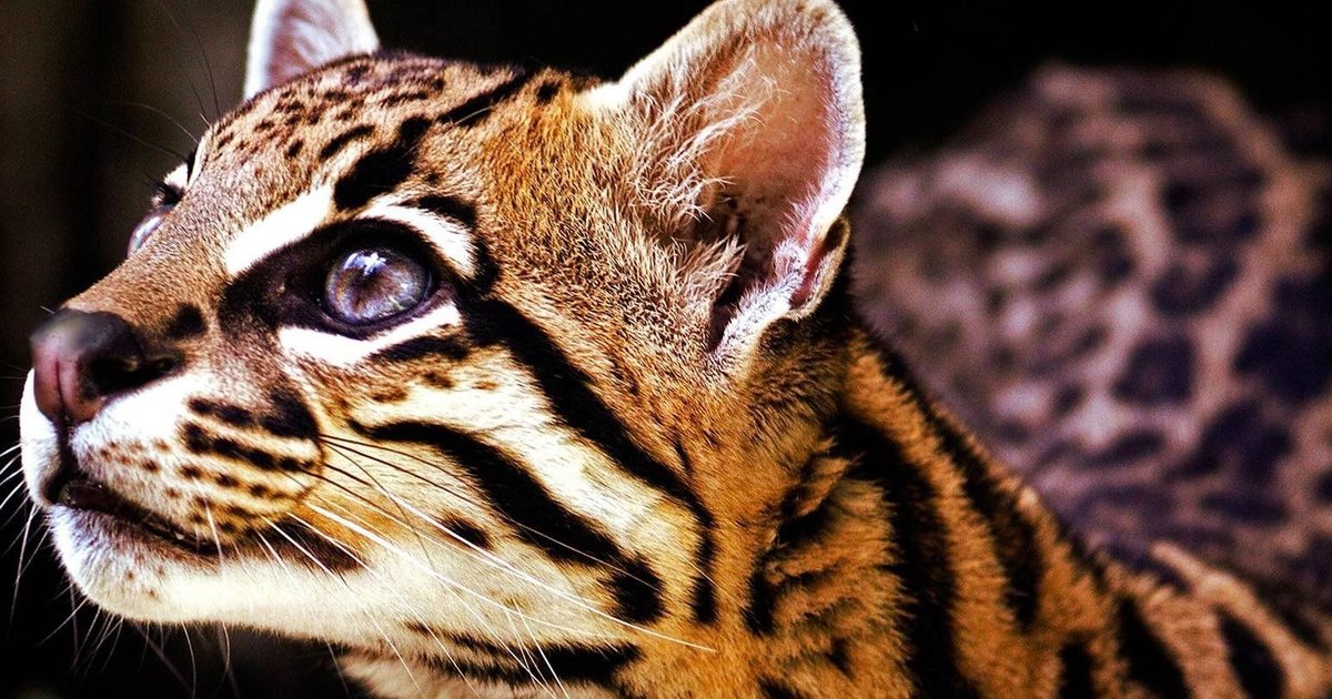 Babou the bestest ocelot Quiz Playlist - By larZkii