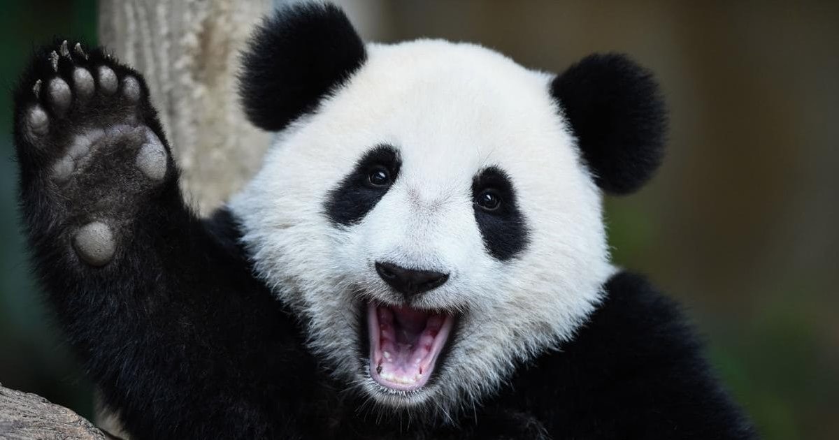 Find the Panda Quiz Playlist - By BorezU