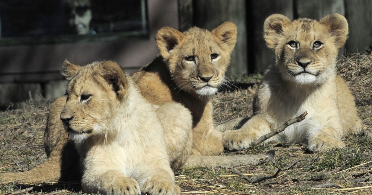 Animal Clicking! Quiz Playlist - By pigeonface