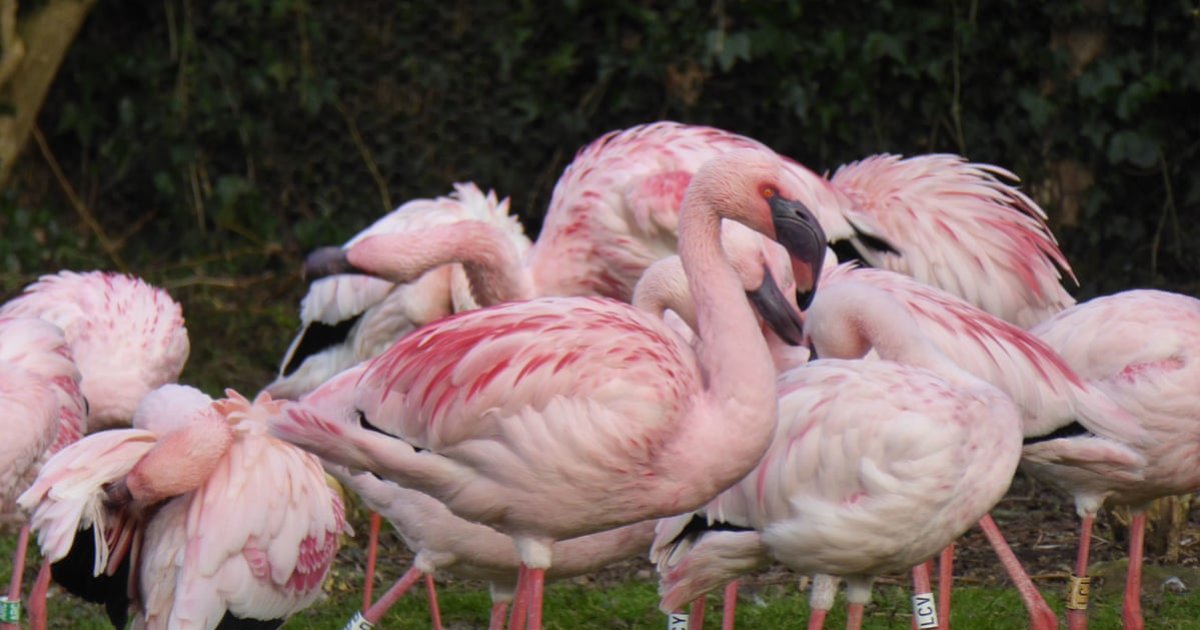 Animal Image Blitz Pick: Birds Quiz Playlist - By Pigeonface