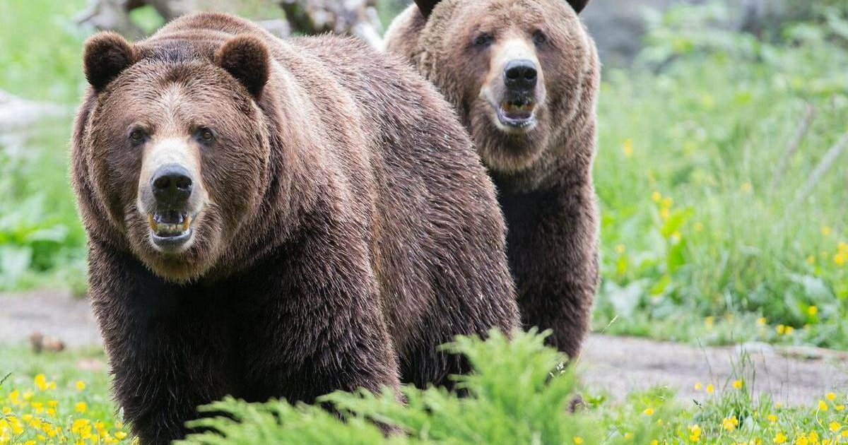 Native Animals by Country II Quiz Playlist - By Pigeonface